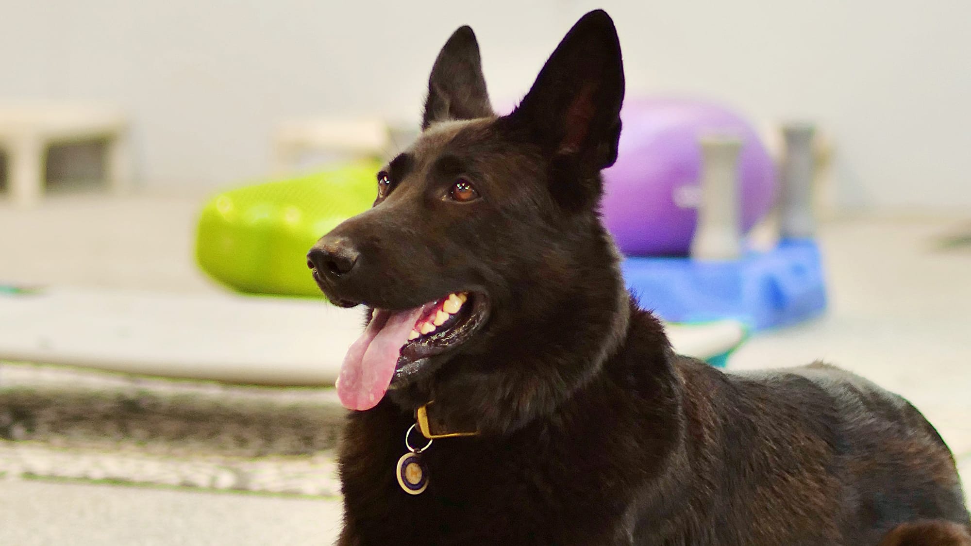 Total Behavior Reboot | Dog Training Denver & Boulder