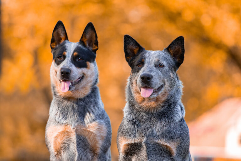 Blue Heeler Training | Tips from a Boulder Dog Trainer