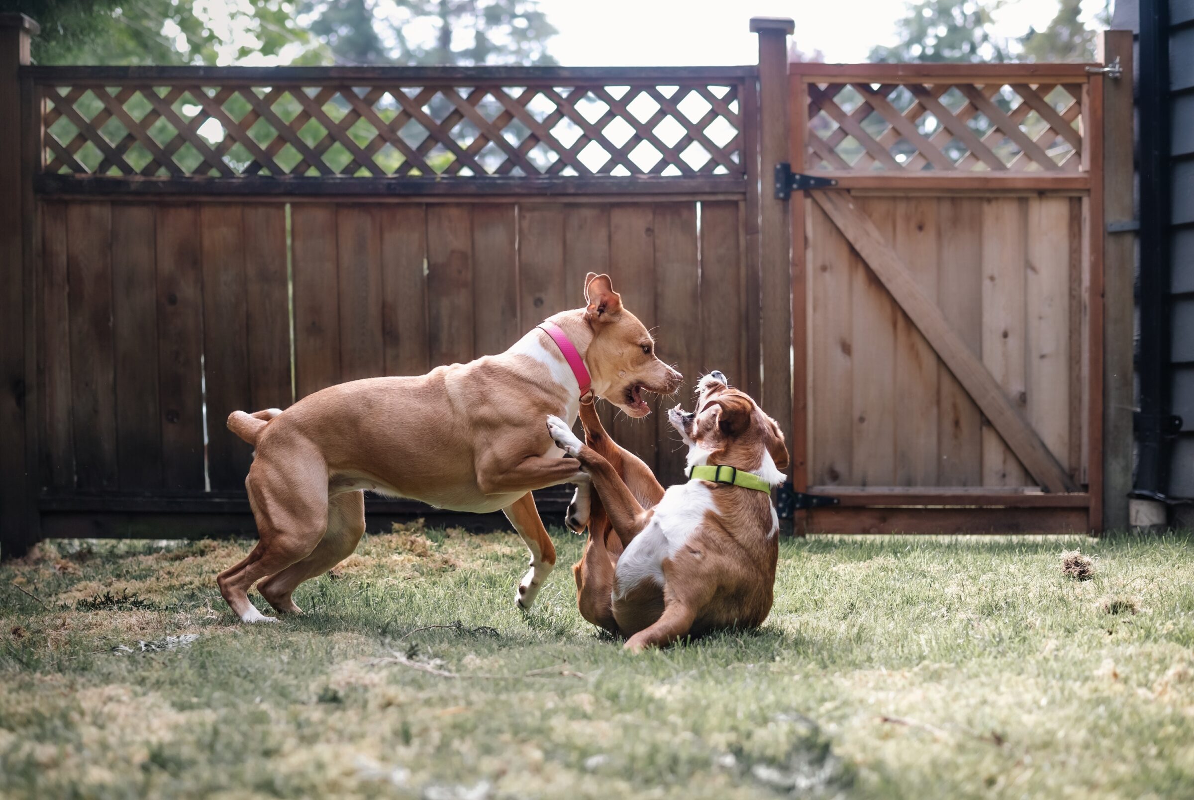 Dominance in Dogs: Is it a Problem? | Boulder Dog Trainer