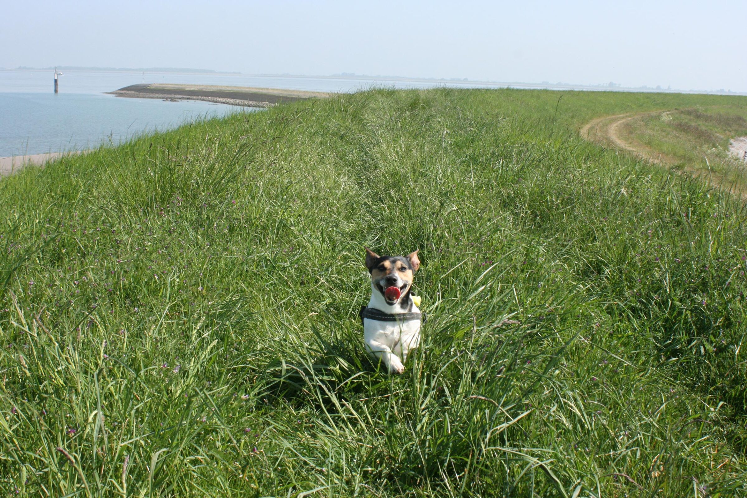 The Essential Guide to Off-Leash Dog Training in Boulder